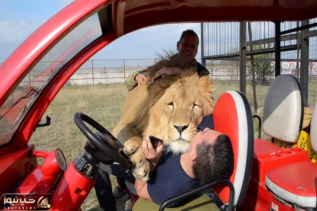 شیر انگار از این آقاهه خوشِش اومده صورتشو چسبونده به صورتش؛ رفیقشو شیر ...