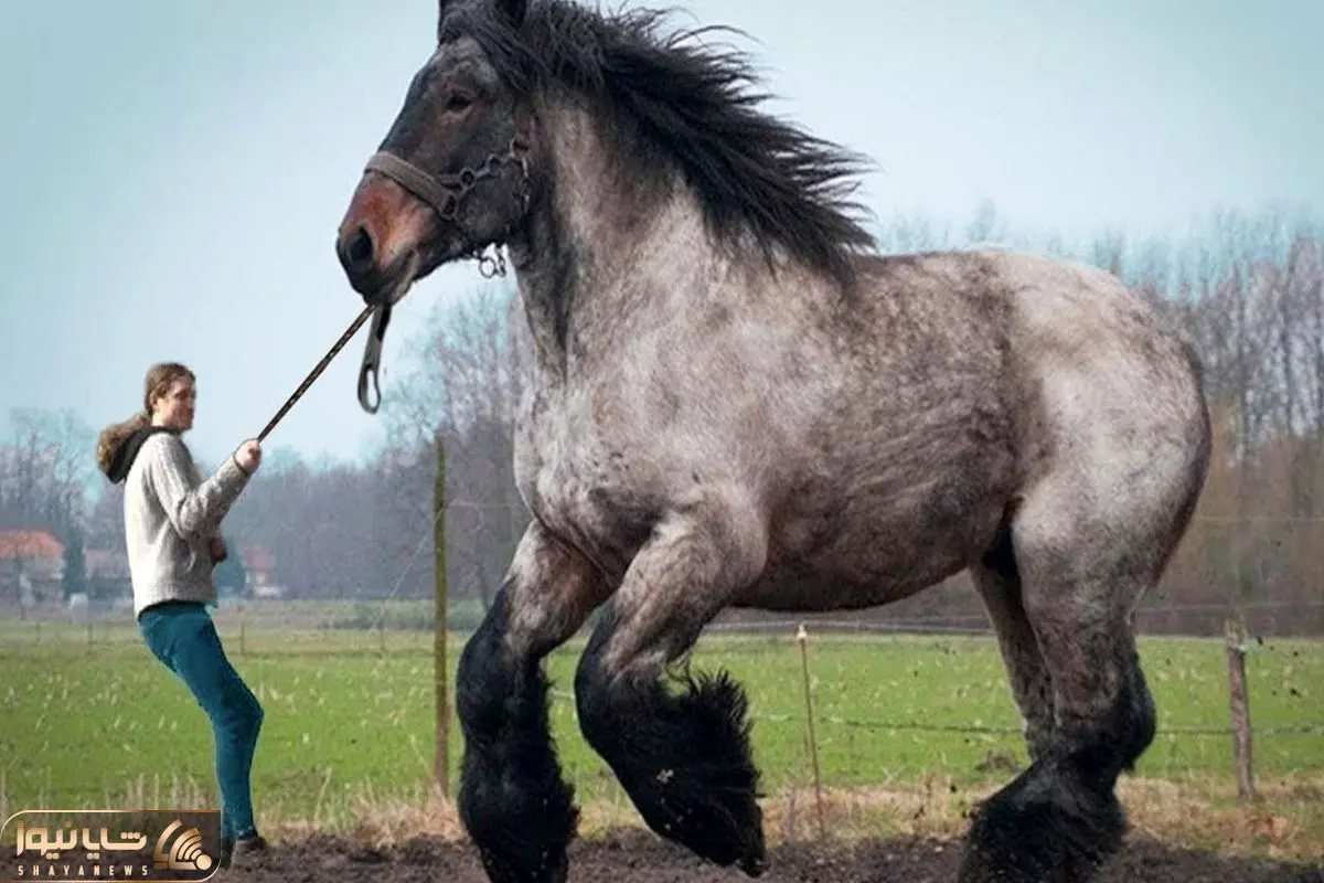 حیوانات غول جثه؛ قد بلندترین اسب های دنیا که زیبایی و وقار رو به حد ...
