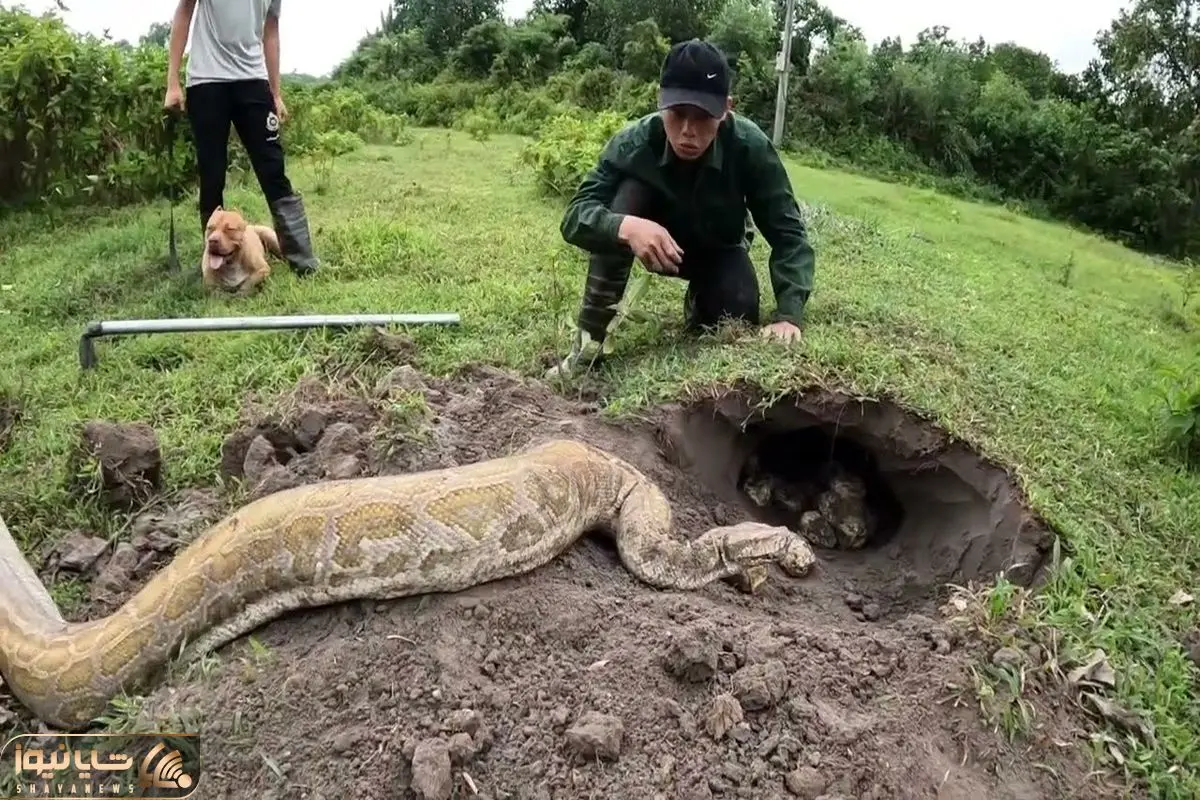 از جذابیت های حیات وحش؛ آقاهه و رفقای کله خرش پیتون های غول رو کردن تو گونی