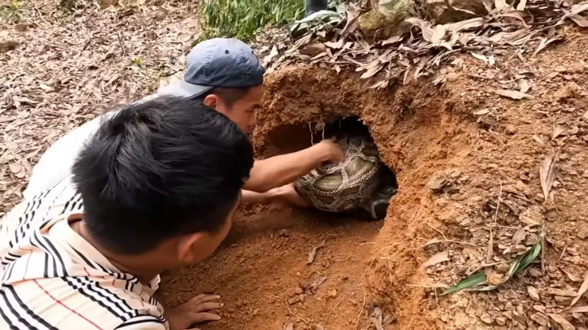 از جذابیت های حیات وحش؛ آقاهه و رفقای کله خرش پیتون غول از لونش بیرون کشیدن