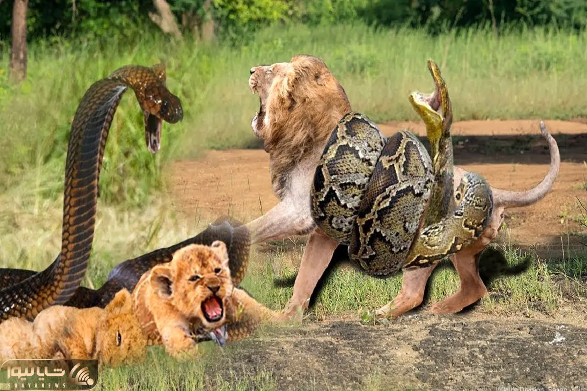 از جذابیت های حیات وحش؛ دو تا مار پیتون غول پیکر شیرها رو لب آب حسابی ...