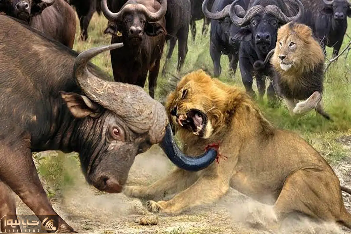 از بدایع حیات وحش؛ بوفالو های غول تشن شیر رو چسبوندن به دیوار و لگدمال کردن
