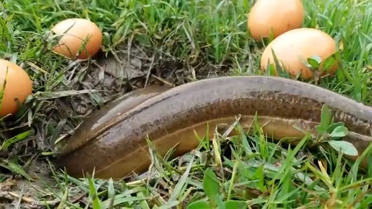 از جذابیت های حیات وحش؛ آقاهه با یه تخم مرغ مار ماهی دشت کرد غول جثه ...