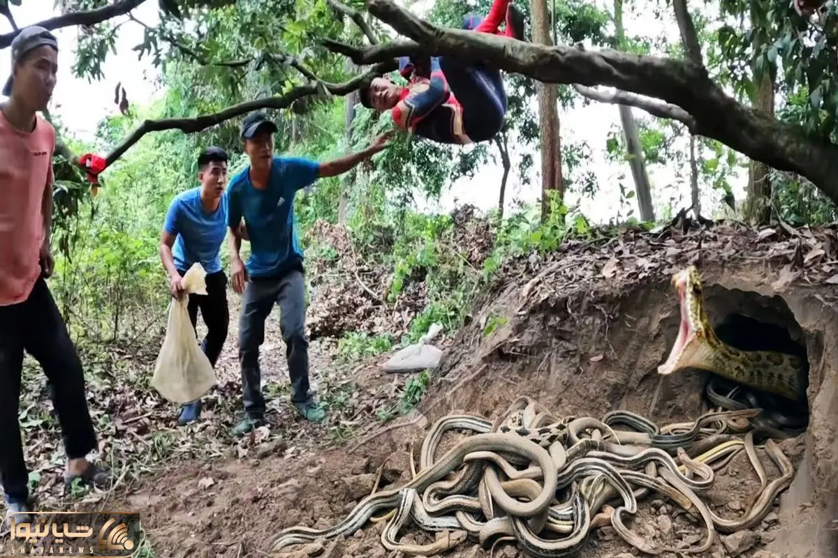 از جذابیت های حیات وحش؛ آقاهه و رفقای کله خرش با دیدن پیتون غول چه کله ...