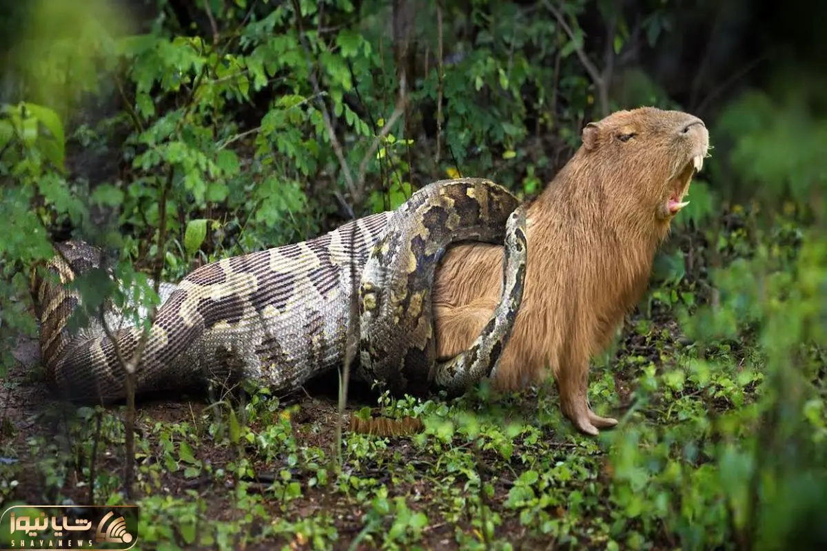 از جذابیت های حیات وحش؛ دهن مار آناکودا واسه بلعیدن این خوخچه غول داره ...