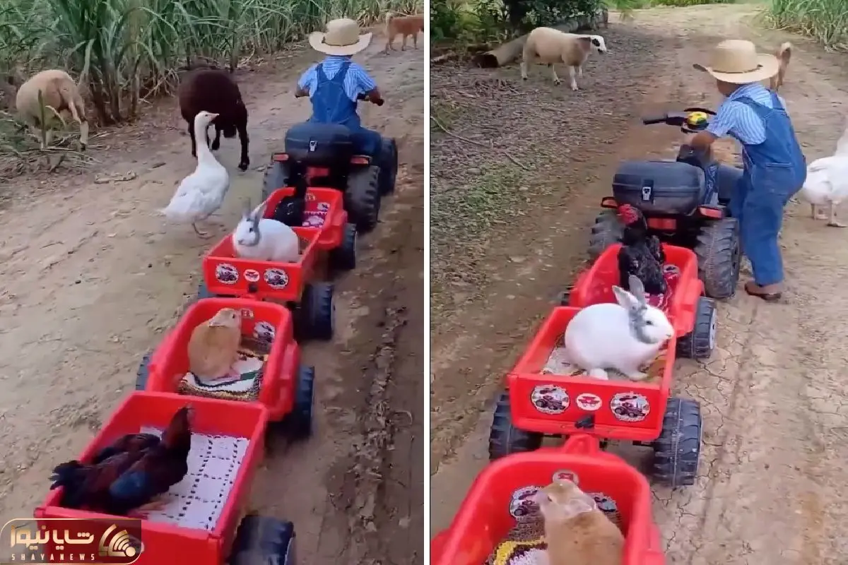 مسافربری احشام؛ بچه کشتی نوح راه انداخته فقط یکی بیاد بگه چطور حیوونا ...