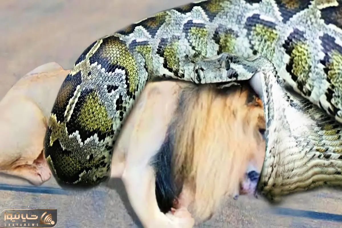 از جذابیت های حیات وحش؛ پیتون غول از هیچی ترس نداره و واسه شام شب شیر ...