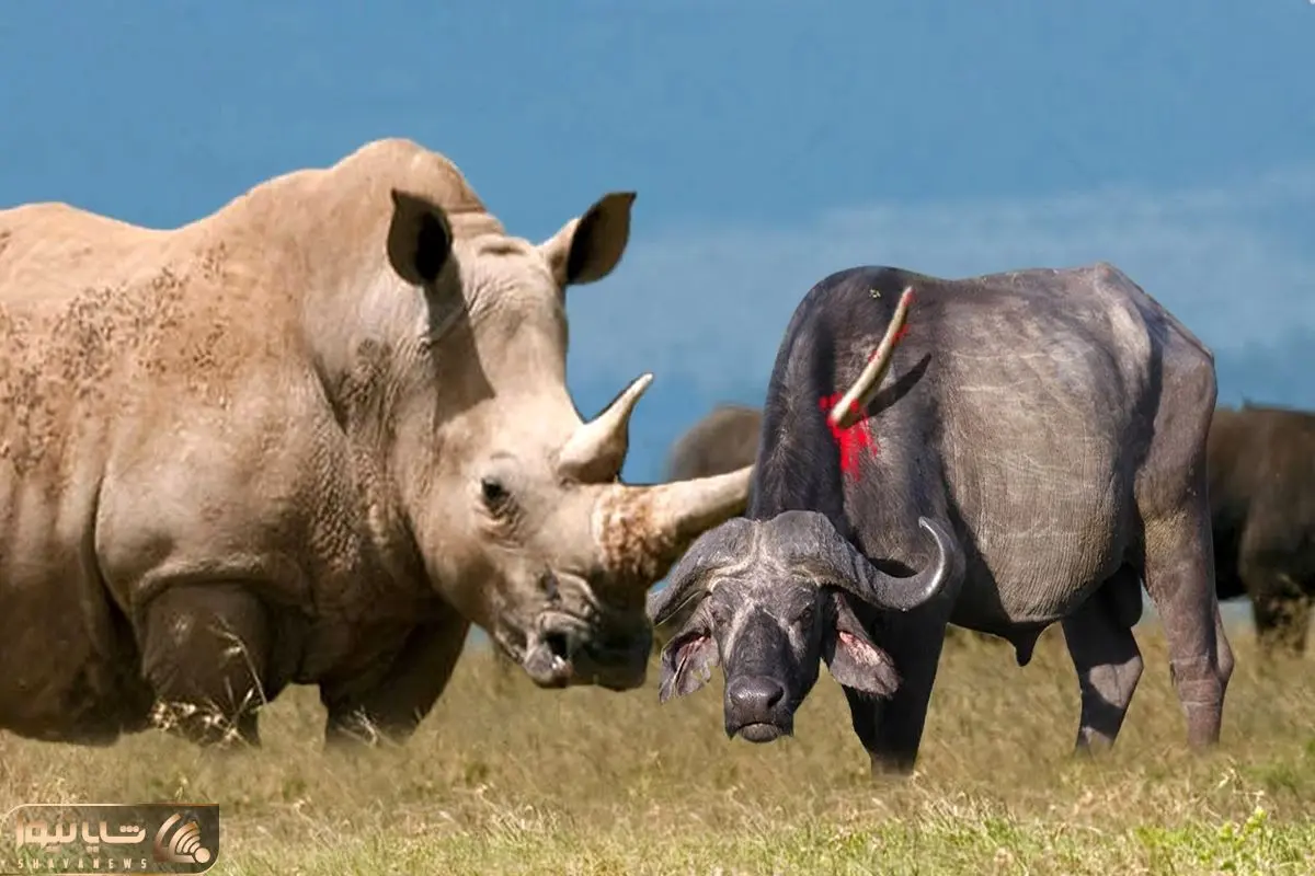 از جذابیت های حیات وحش؛ ببینید کرگدن غول جثه چطور بوفالوی 1 تنی رو پرت ...