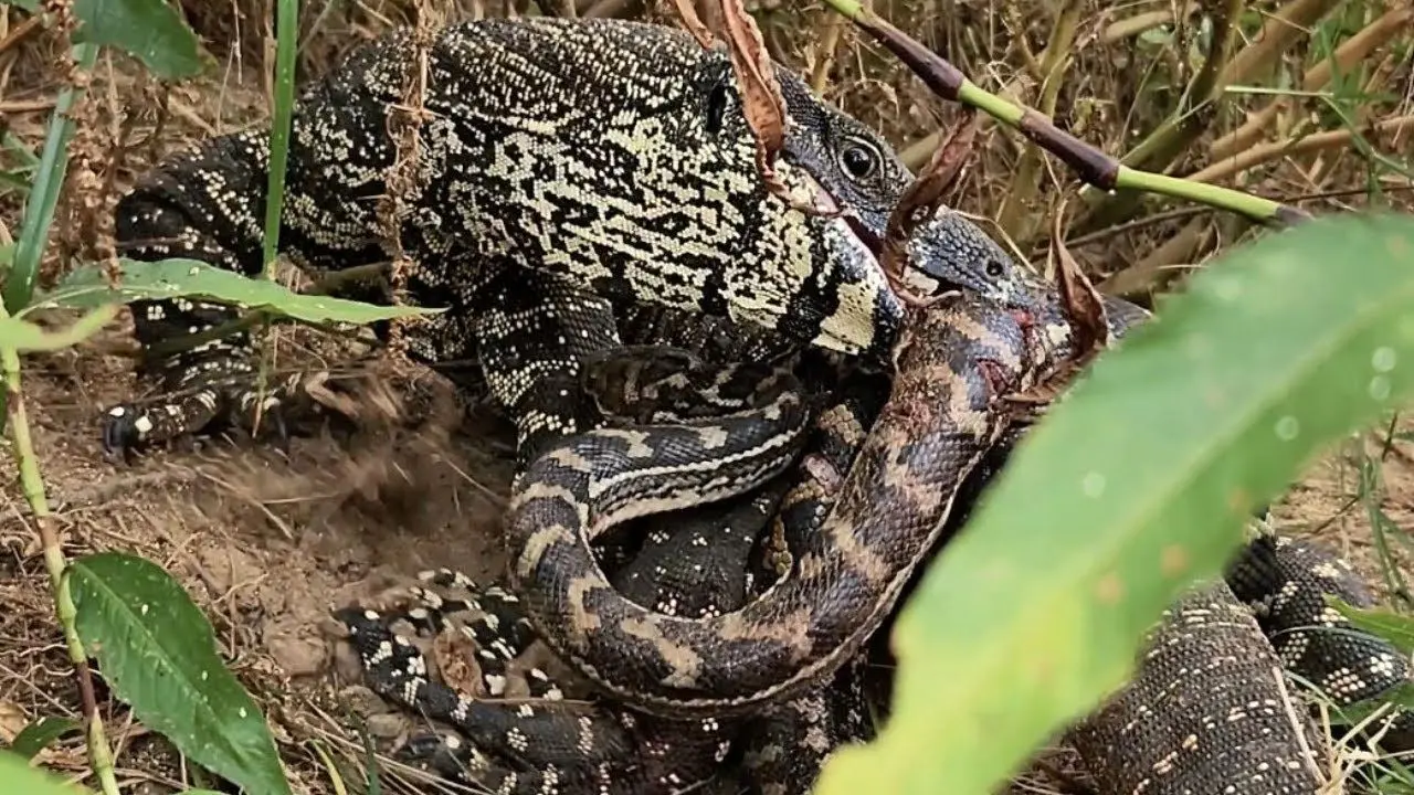 از جذابیت های حیات وحش؛ مارمولک غول داره مار پیتون رو که عین سیم پیچیده ...